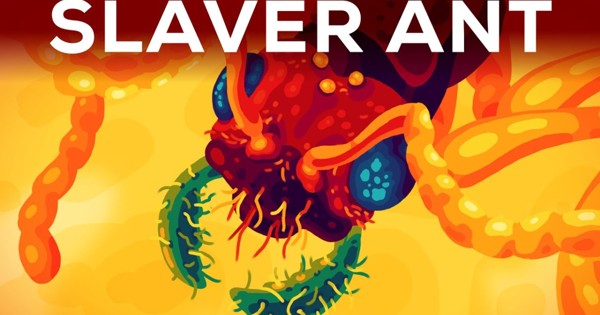 Su Youtube Il Documentario Cartoon The Horror Of The Slaver Ant